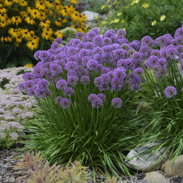 Allium 'Millennium' – 2L Plant | Bedwen Plants