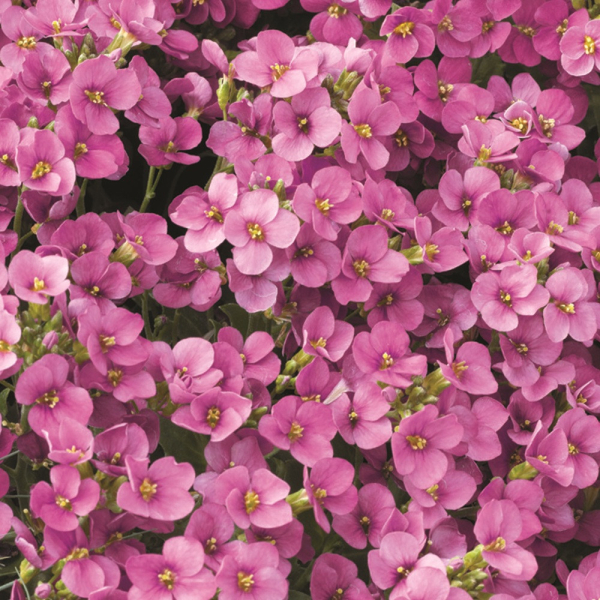 Arabis 'Little Treasure Deep Rose' – 7cm Plants | Bedwen Plants