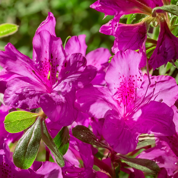 Azalea 'Blue Danube' – 4L Plant | Bedwen Plants