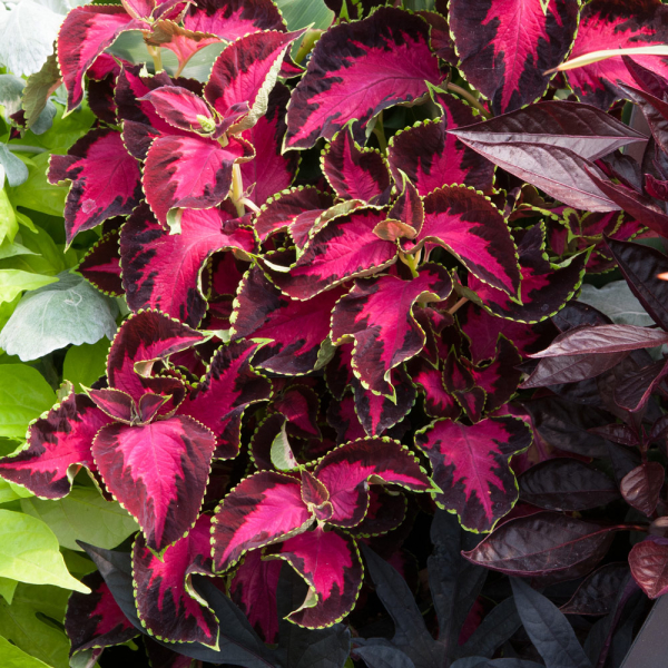 Coleus 'Chocolate Covered Cherry' – 9cm Plants | Bedwen Plants
