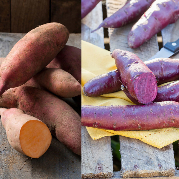 Sweet Potato 'Orange & Violet Mix' – Plug Plants | Bedwen Plants