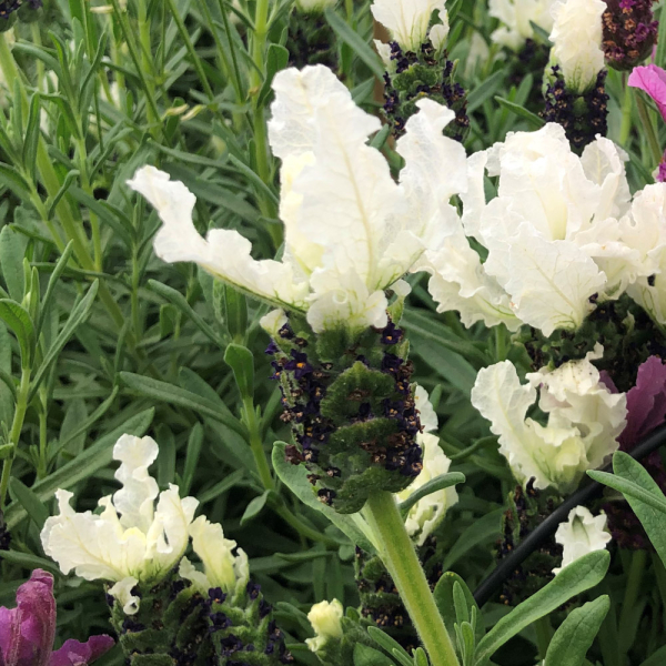 Buy French Lavender 'Lavita White' Plug Plants | Bedwen Plants