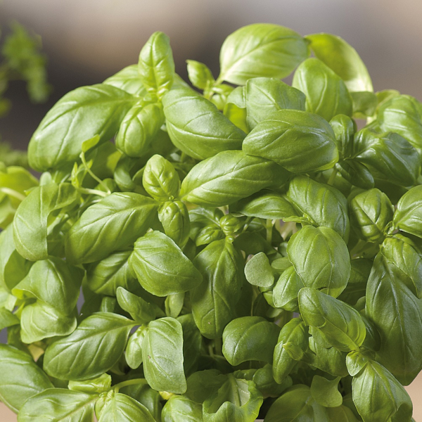 Buy Basil 'Genovese' Plug Plants | Bedwen Plants