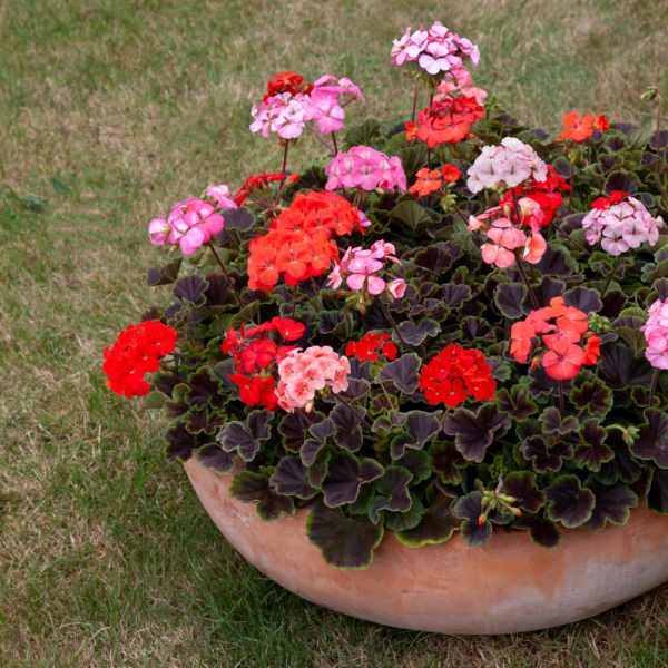 Geranium 'Shadow Mix' – 7cm Plants | Bedwen Plants