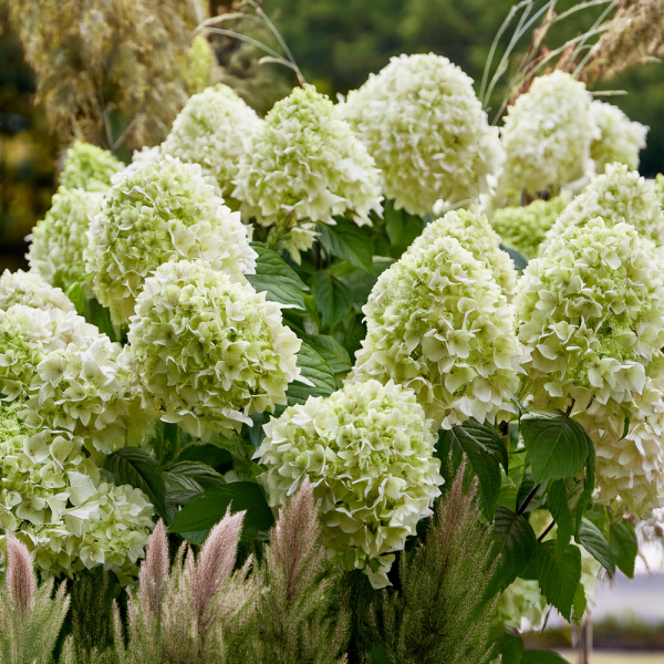 Hydrangea 'Little Spooky' – 4L Plant | Bedwen Plants