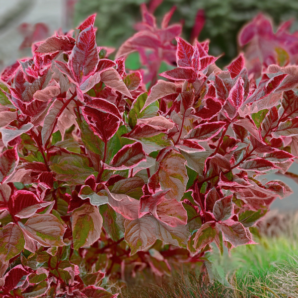 Buy Cornus 'Miracle' 9cm Plants | Bedwen Plants