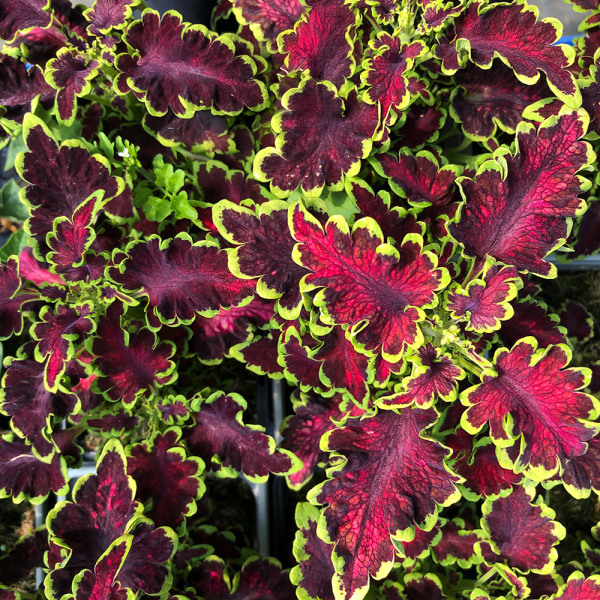 Coleus 'Mystical Rose' – Plug Plants | Bedwen Plants