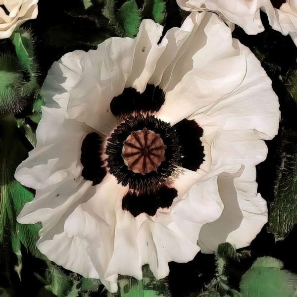 Buy Papaver 'Checkers' Plug Plants | Bedwen Plants