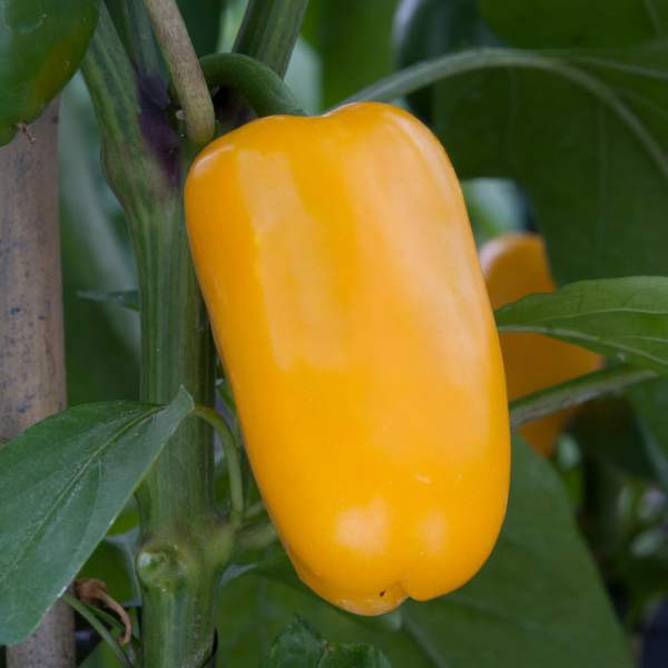 Sweet Pepper 'Snack Yellow' – Plug Plants | Bedwen Plants