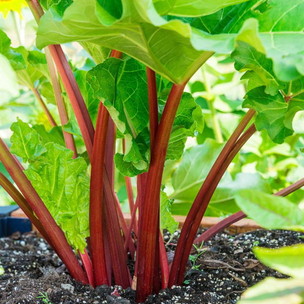 Rhubarb 'Poncho' – 2L Plant | Bedwen Plants