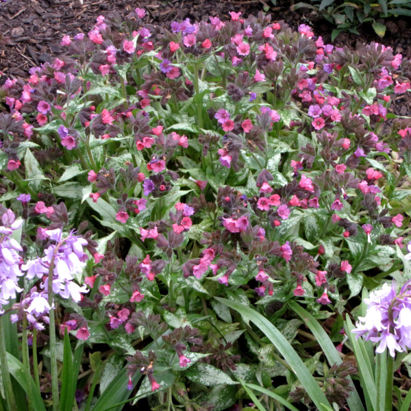 Pulmonaria 'Silver Bouquet' – Plug Plants | Bedwen Plants