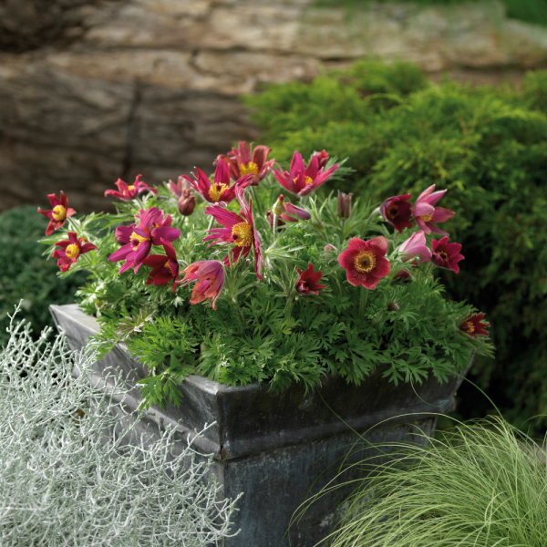Buy Pulsatilla ‘Pulsar Red Shades’ 2Litre Plants | Bedwen Plants
