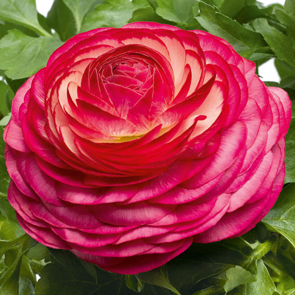 Ranunculus 'Magic Rose Delight' – Plug Plants | Bedwen Plants