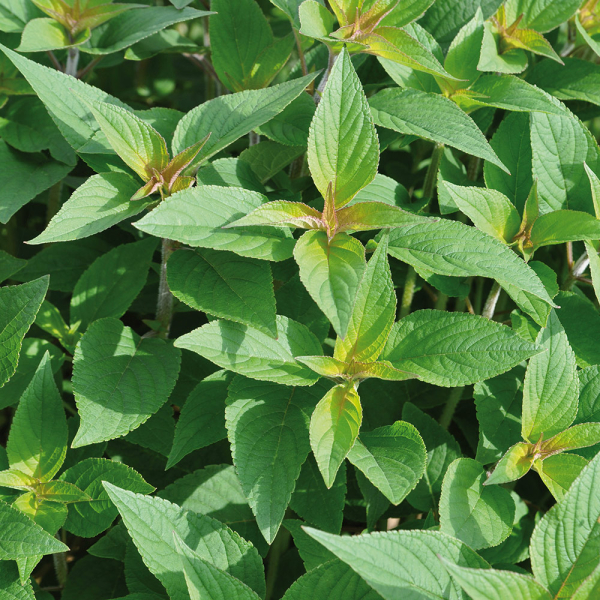 Buy Pineapple Sage 'Pino' Plug Plants | Bedwen Plants