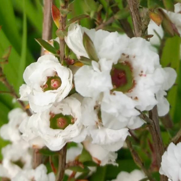 Leptospermum 'Snow Flurry' – 4L Plant | Bedwen Plants