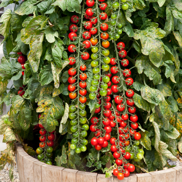 Tomato 'Rapunzel' – 9cm Plants | Bedwen Plants