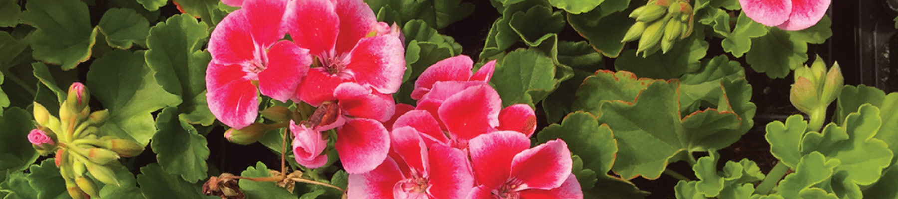 Growing Pelargoniums | Bedwen Plants