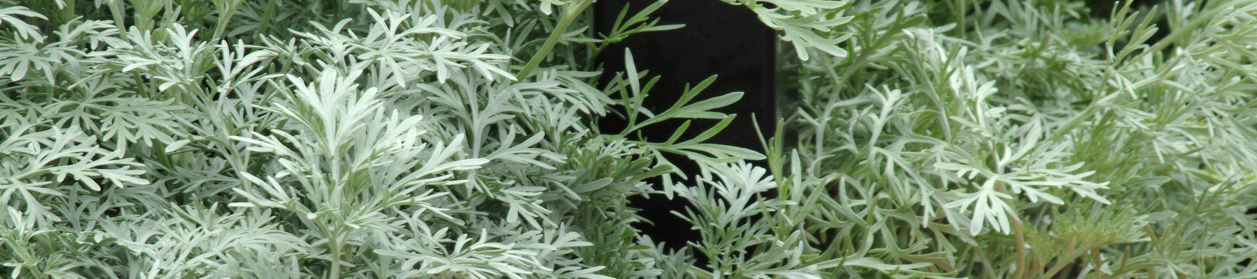 Artemisia - How to grow