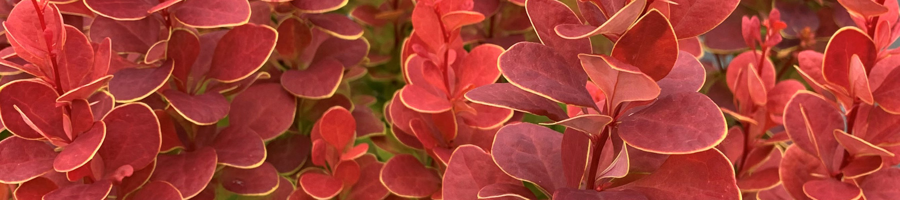 Berberis - How to grow