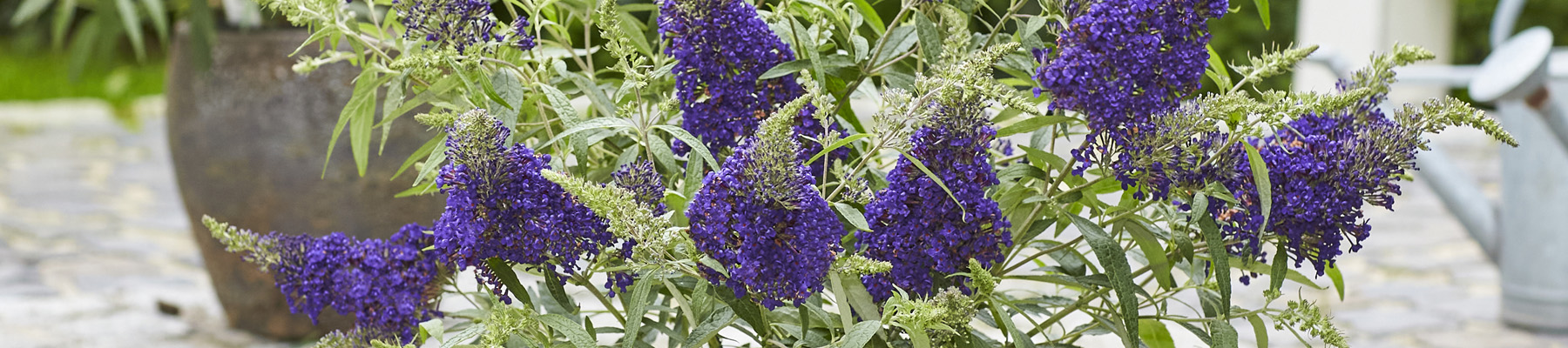 Buddleja - How to grow