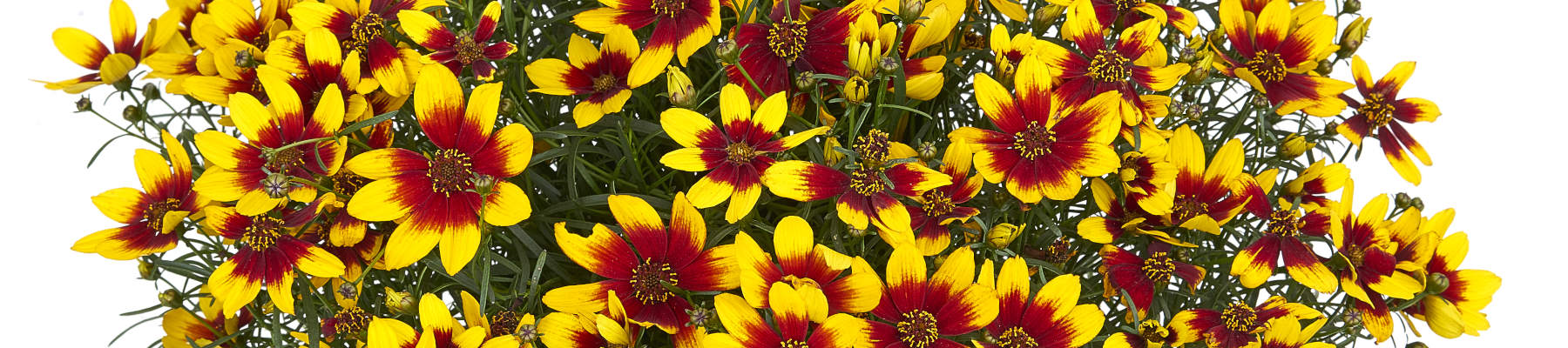 Growing Coreopsis | Bedwen Plants