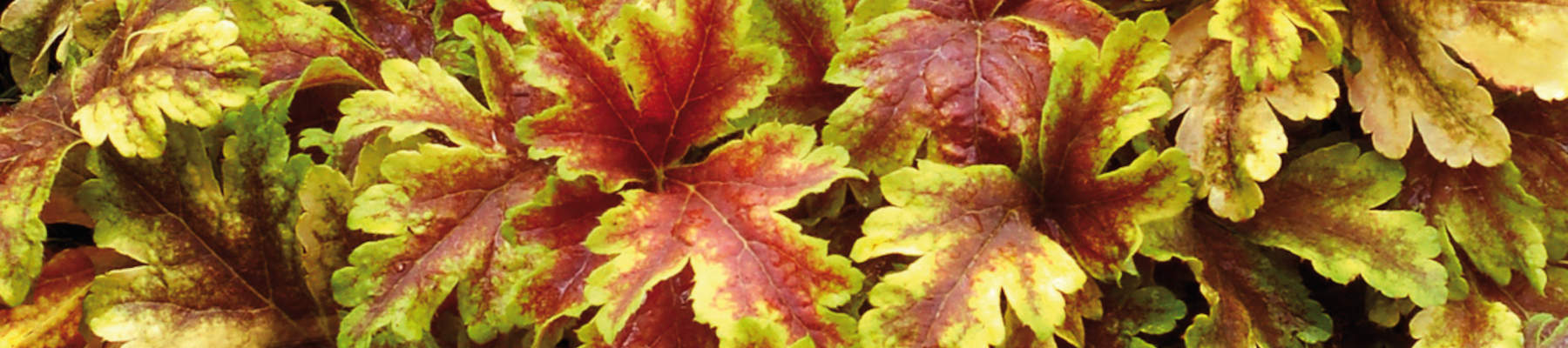 Growing Heuchera | Bedwen Plants
